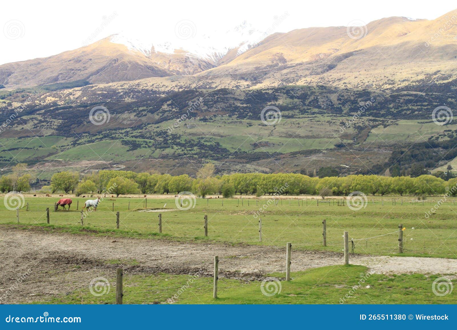 Queenstown Forest View while Horse-back Riding Stock Photo - Image of ...