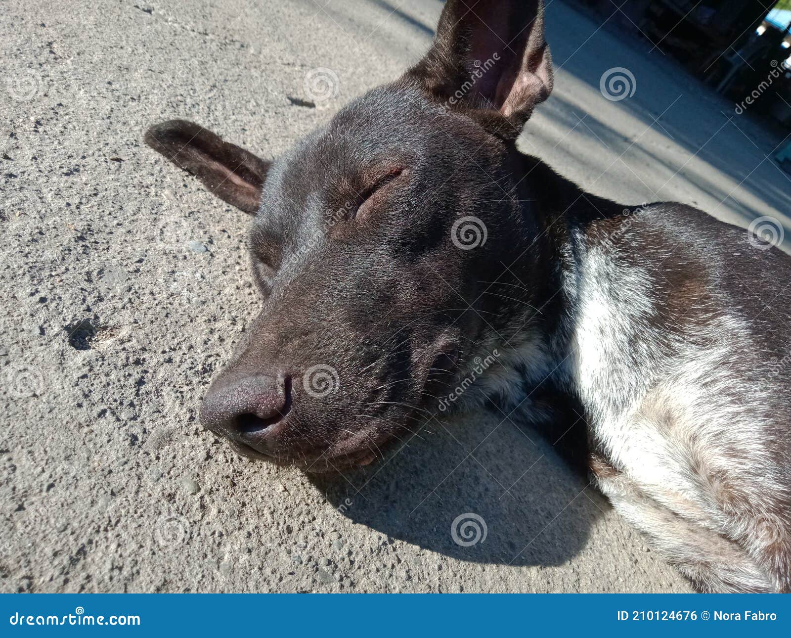 Quel chien endormi photo stock. Image du favoris, carnassier - 210124676