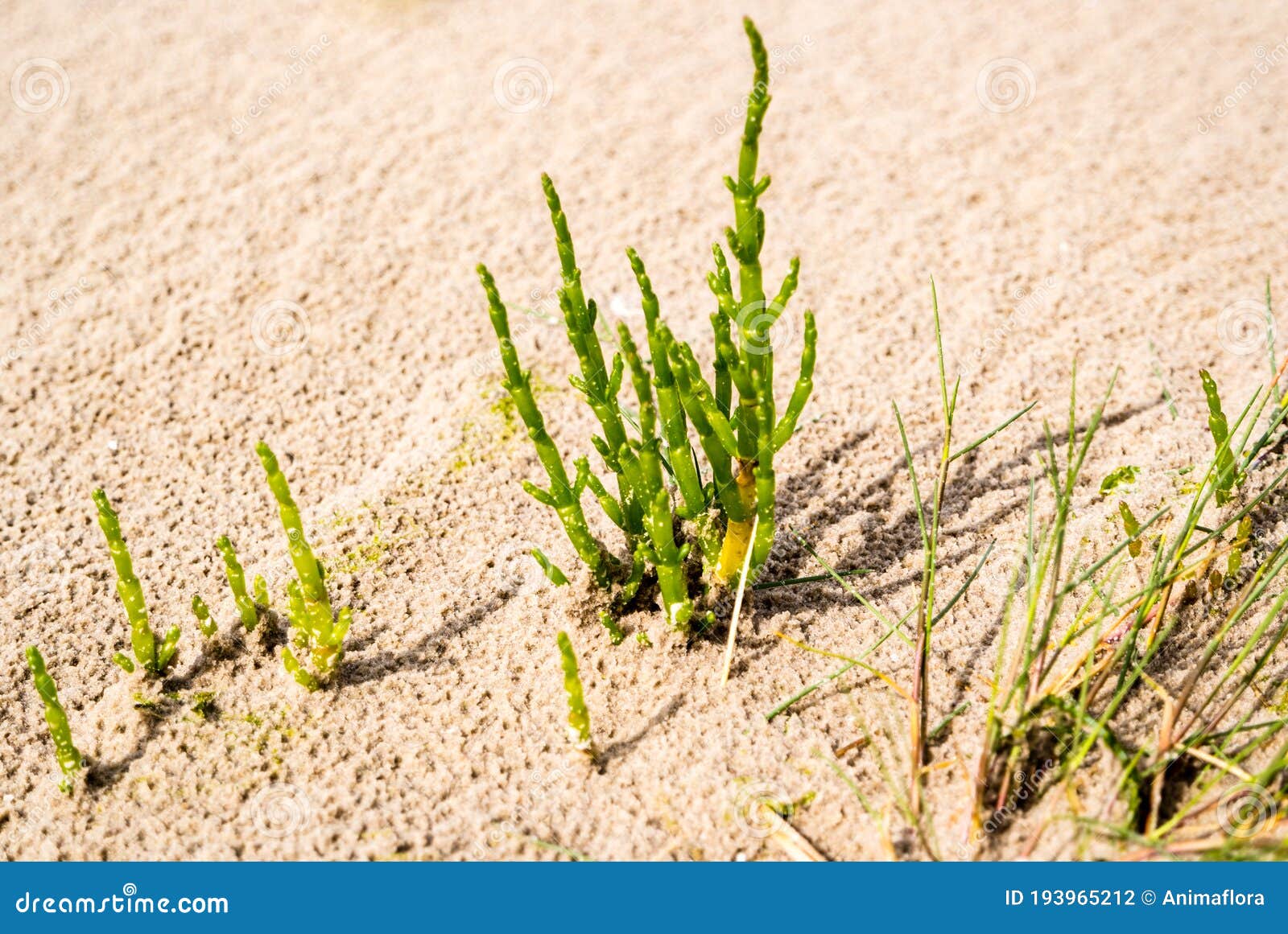 Queller Plant in the Wadden Sea Stock Photo - Image of frisian ...