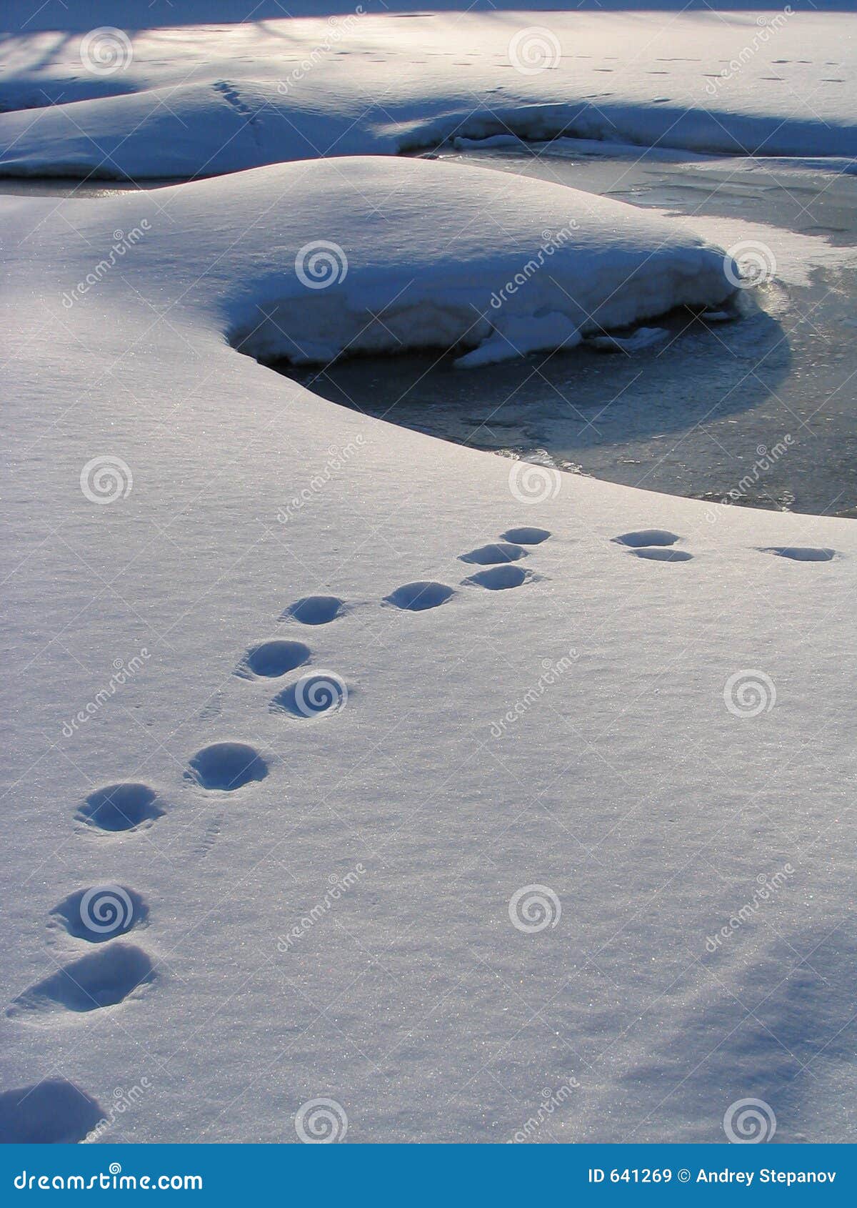 Quelles Est-ce Que Sont Des Traces ? Image stock - Image du animaux ...