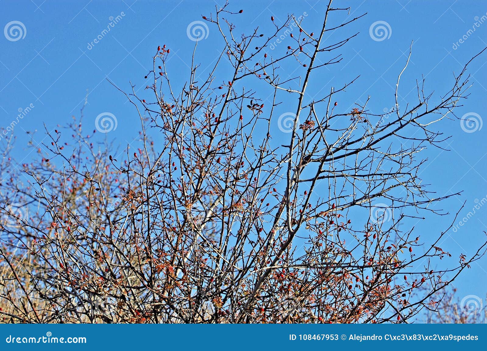 Quelques Branches D'arbre Avec De Petits Fruits Rouges Image stock ...