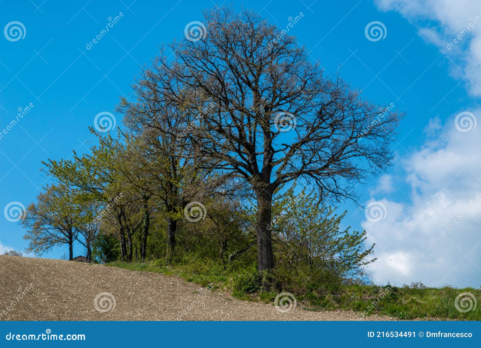 Querce E Foreste Europee Antiche Immagine Stock - Immagine di foresta ...