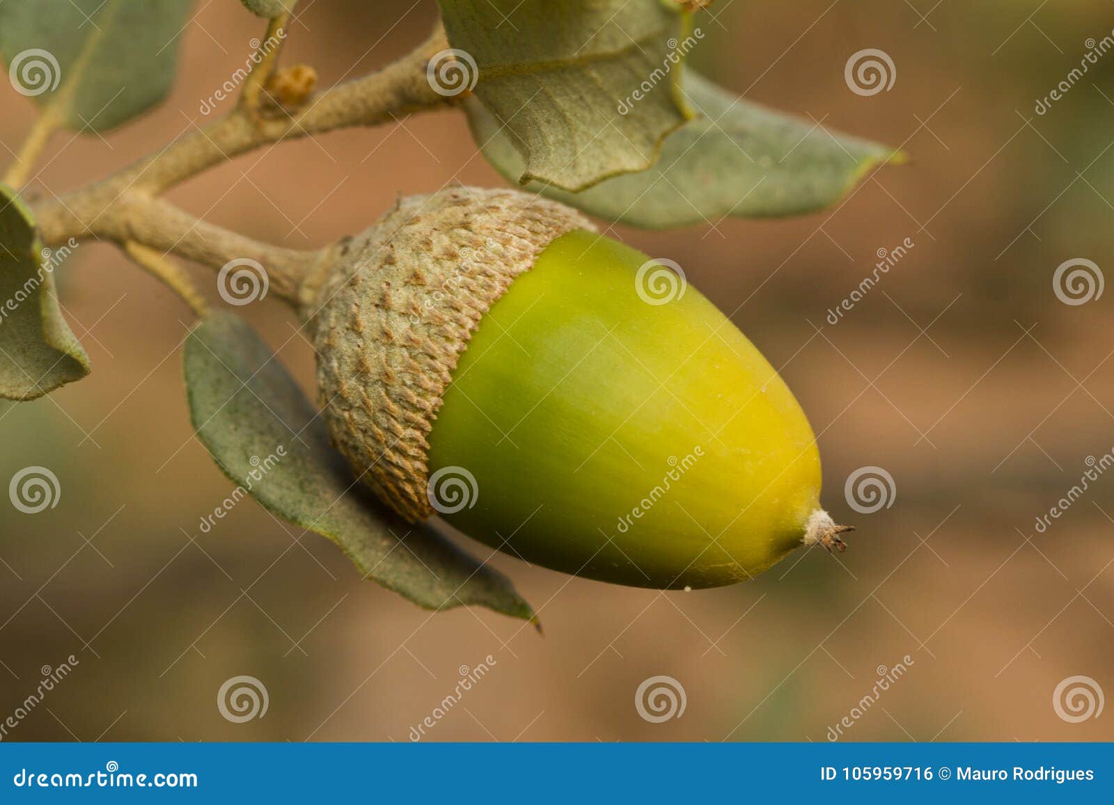 Quercus Macrocarpa Acorn