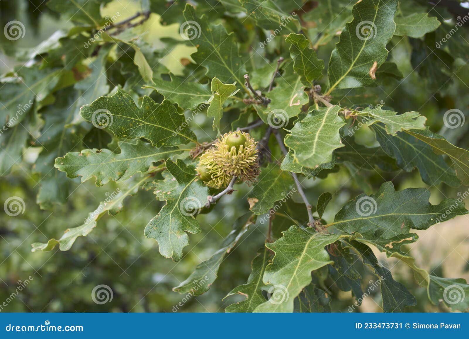 Quercus Cerris Tree Close Up Stock Image - Image of deciduous, plant ...