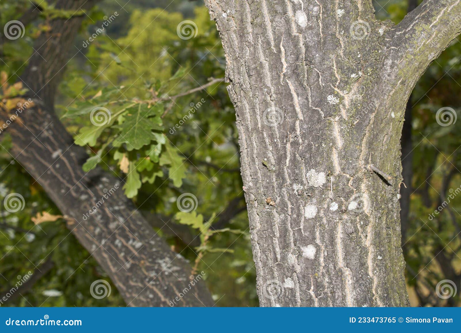 Quercus Cerris Trunk Close Up Stock Image - Image of autumn, botanical ...