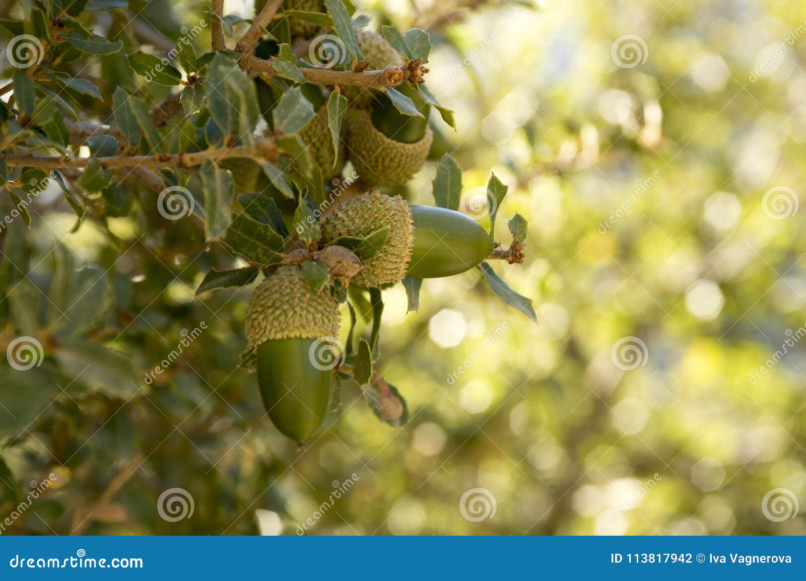 Quercus Coccifera, Carvalho-quermes Com Folhas E Bolotas Foto de Stock ...
