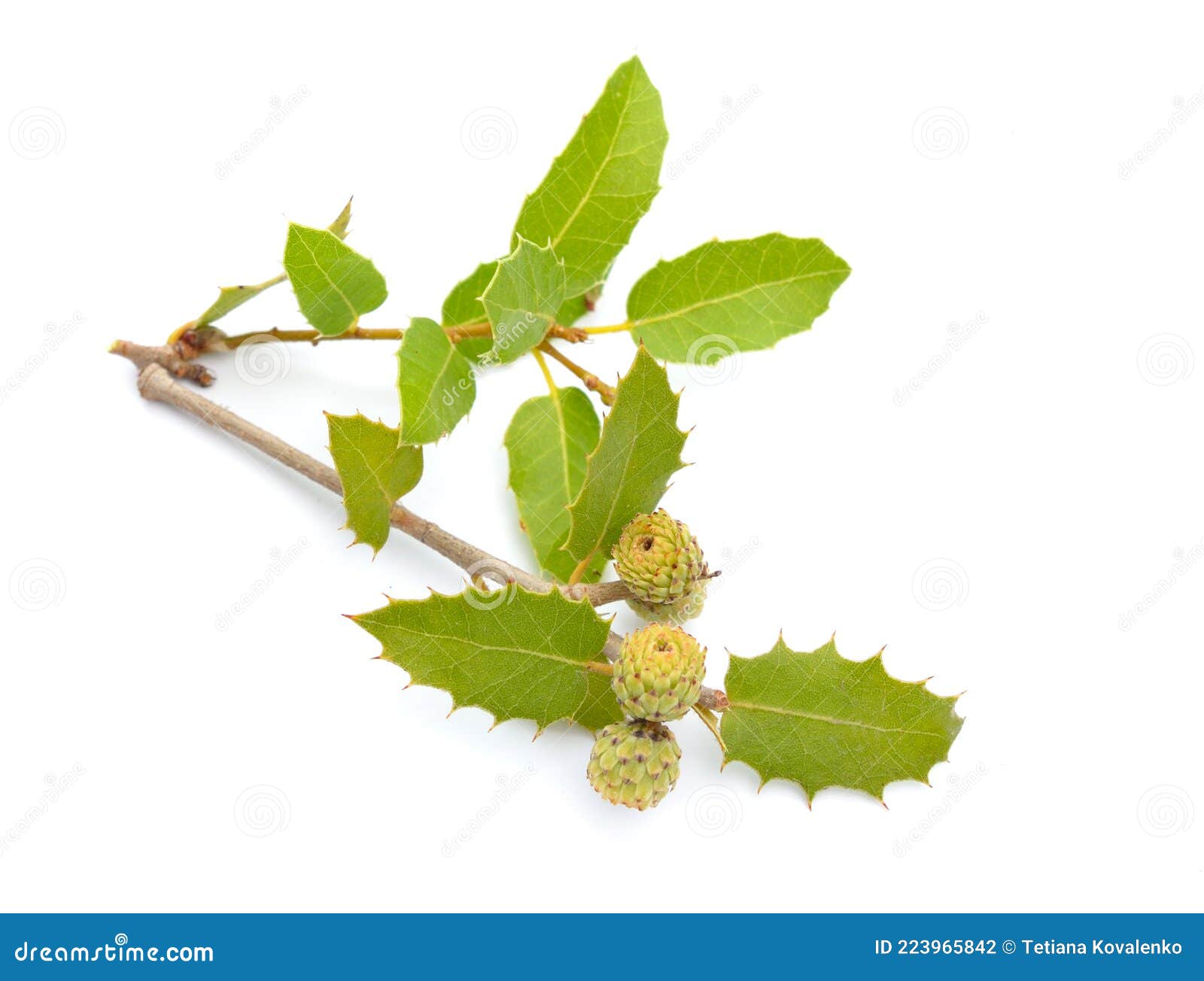 Quercus Coccifera Oak Bush Acorn In Hand In Greece Royalty-Free Stock ...