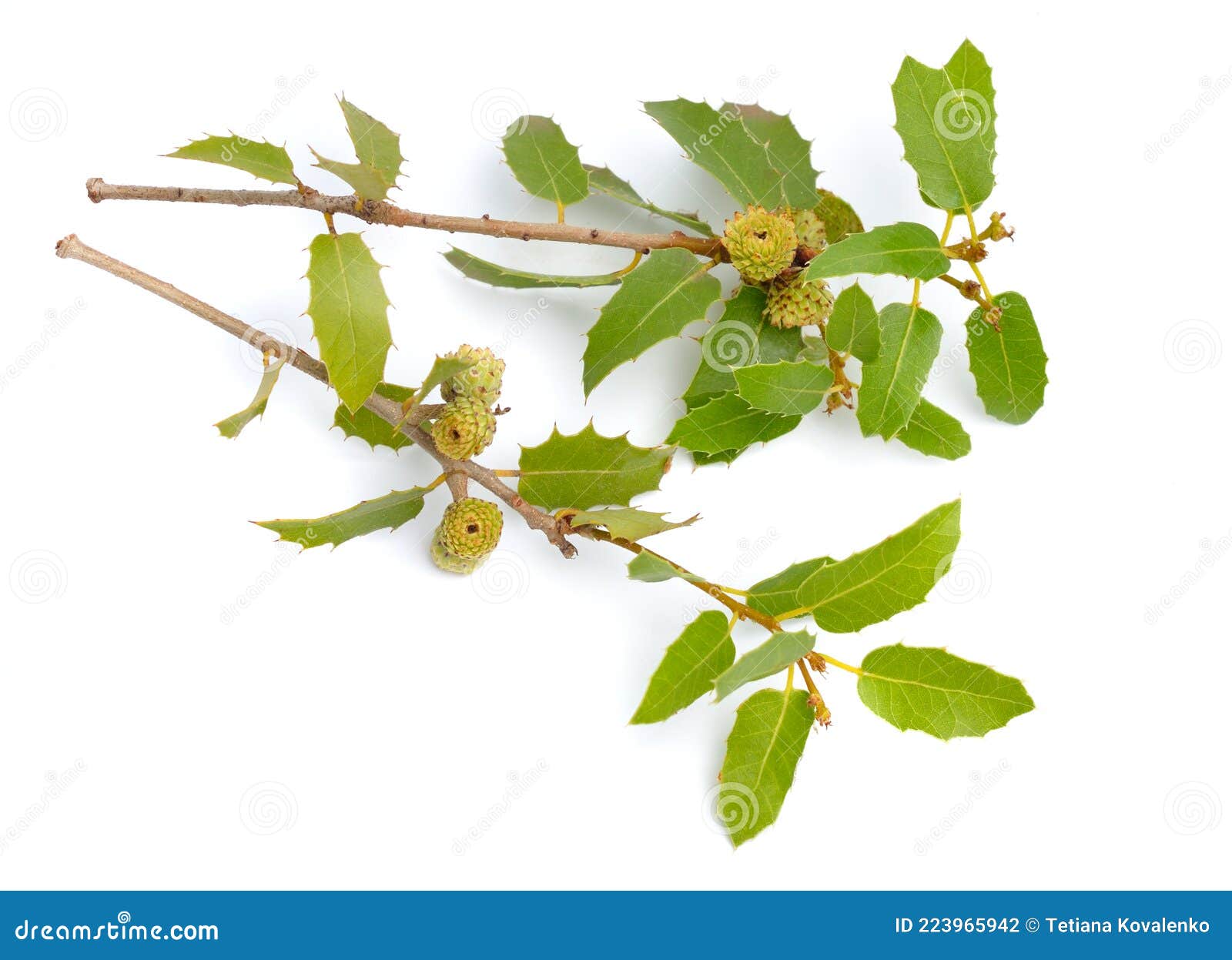 Quercus Coccifera or Kermes Oak. Isolated on White Background Stock ...