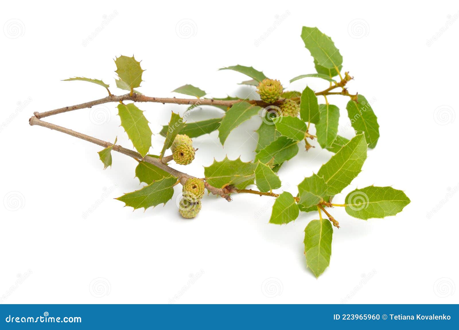 Quercus Coccifera Oak Bush Acorn In Hand In Greece Royalty-Free Stock ...
