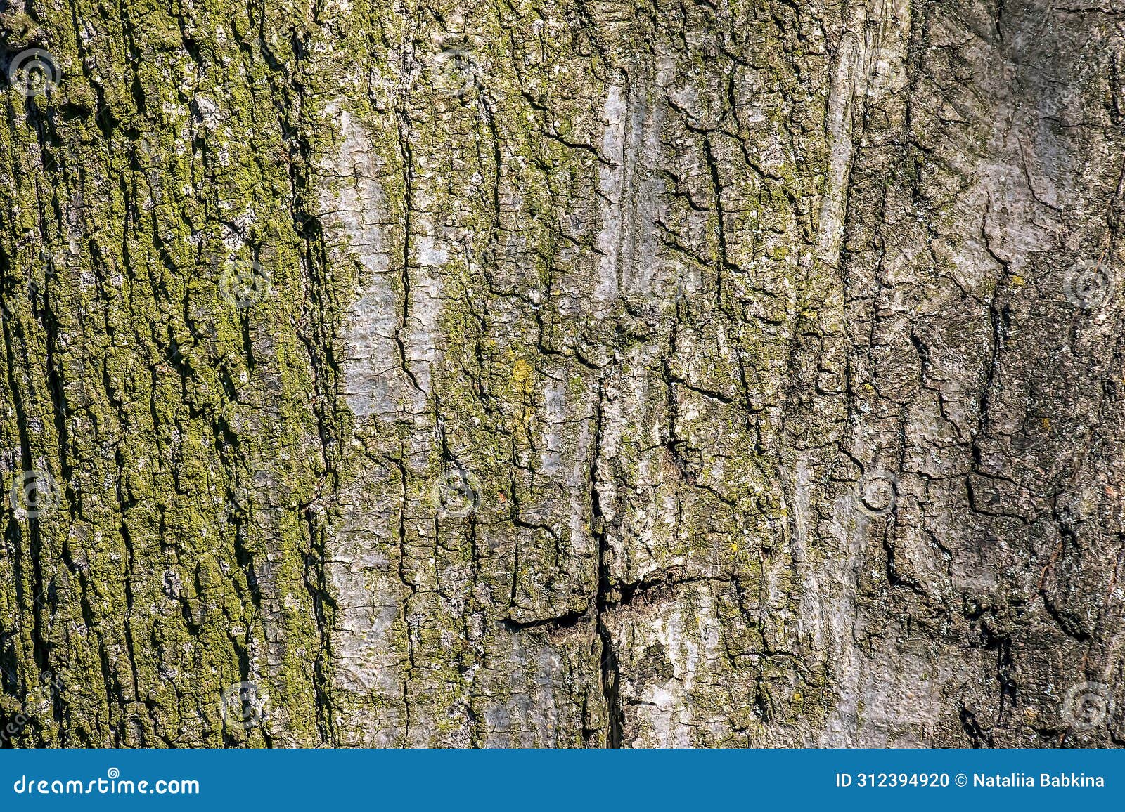 Quercus Coccinea Bark Background. Oak Bark Texture Stock Photo ...