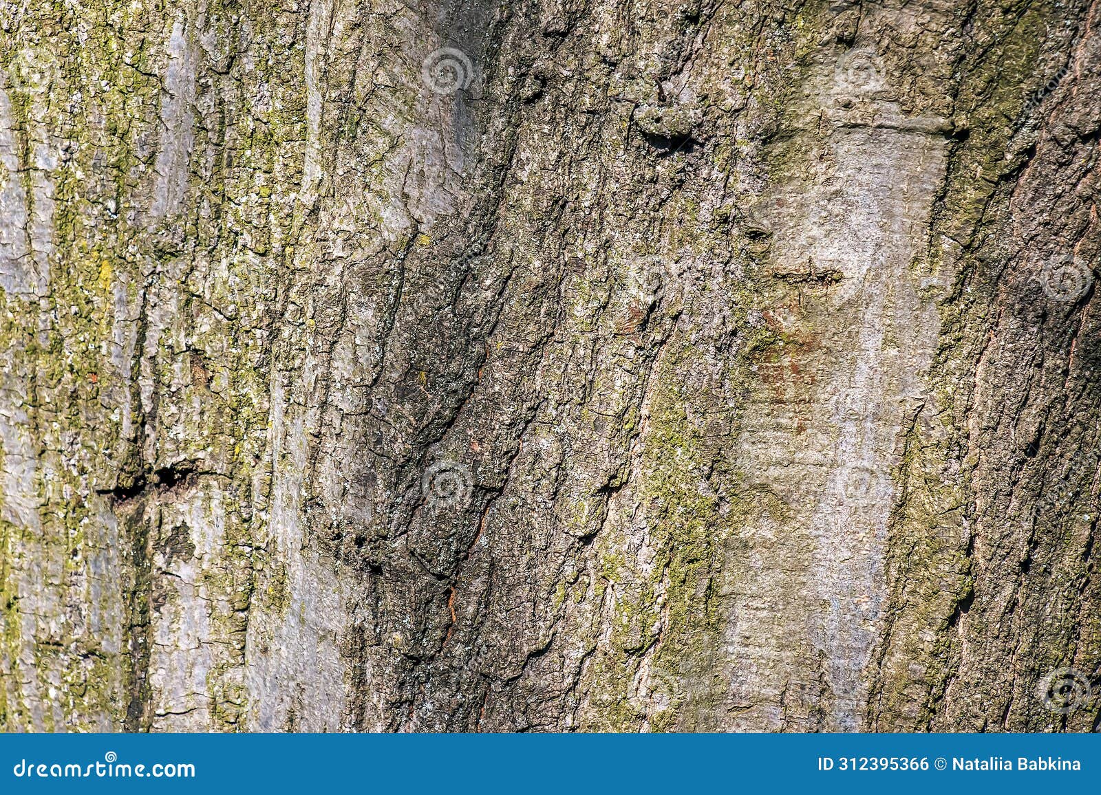 Quercus Coccinea Bark Background. Oak Bark Texture Stock Photography ...
