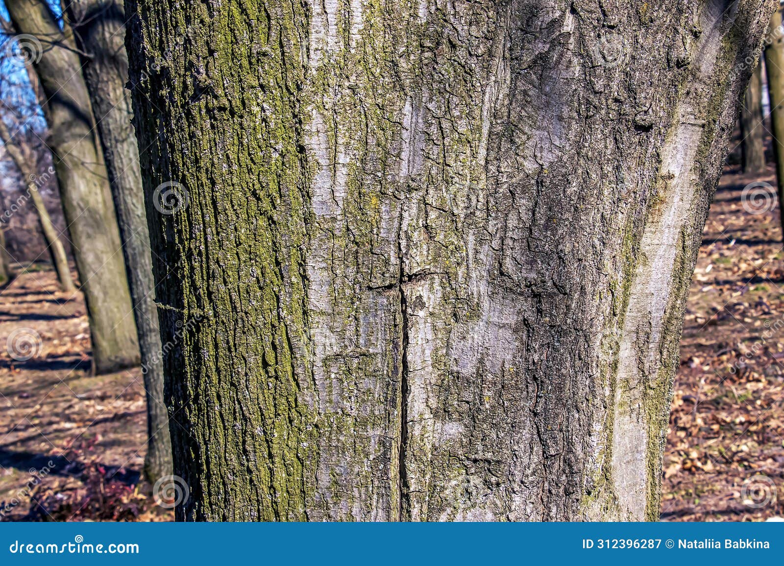 Quercus Coccinea Bark Background. Oak Bark Texture Stock Photography ...
