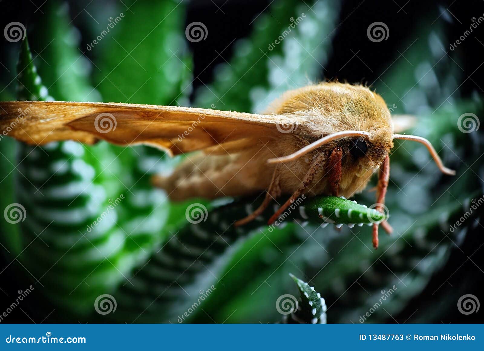 Quercus De Marumba (Sphingidae) Imagen de archivo - Imagen de antena ...