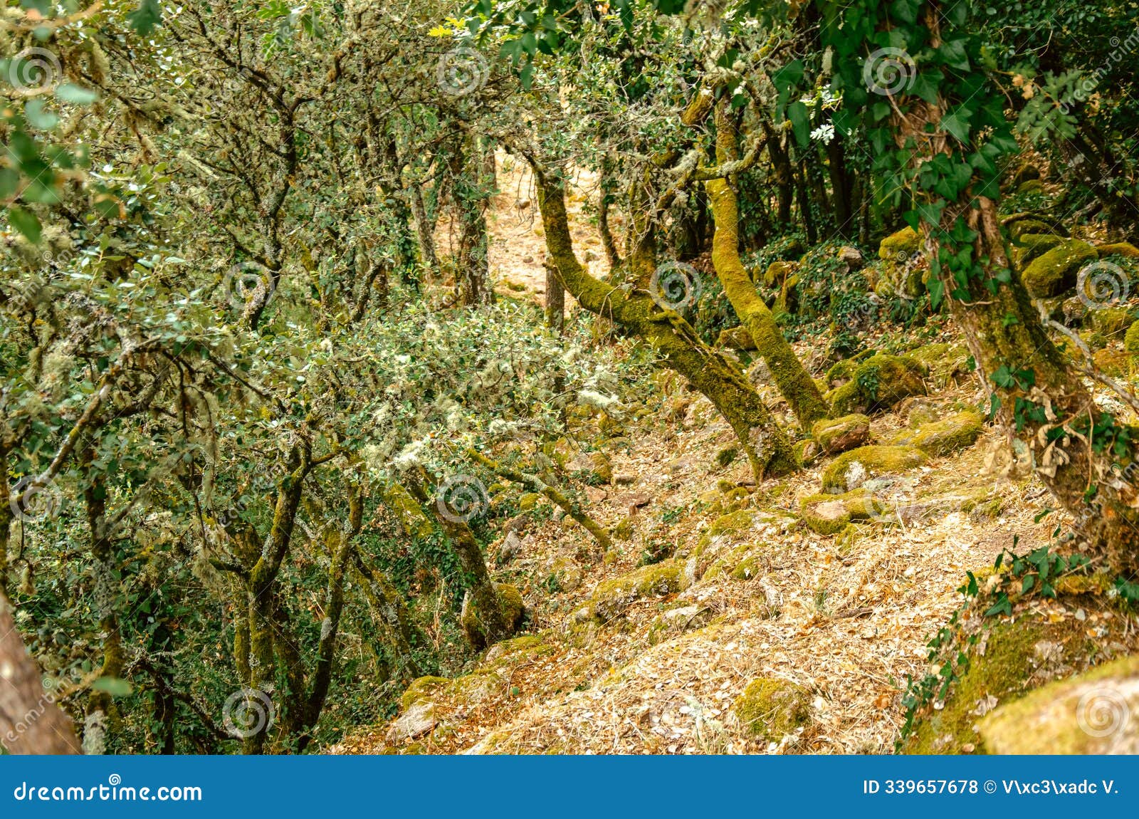Holm Oak Forest on a Mountain in Summer, Quercus Ilex Stock Photo ...