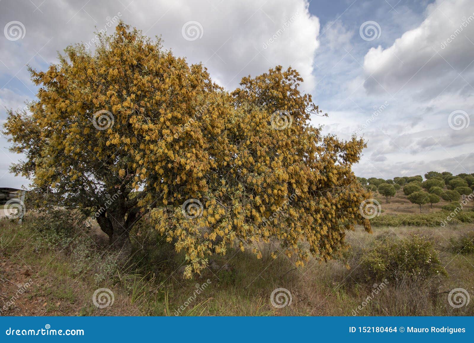 Quercus Ilex. Holm Oak Tree Stock Photo - Image of ilex, species: 152180464