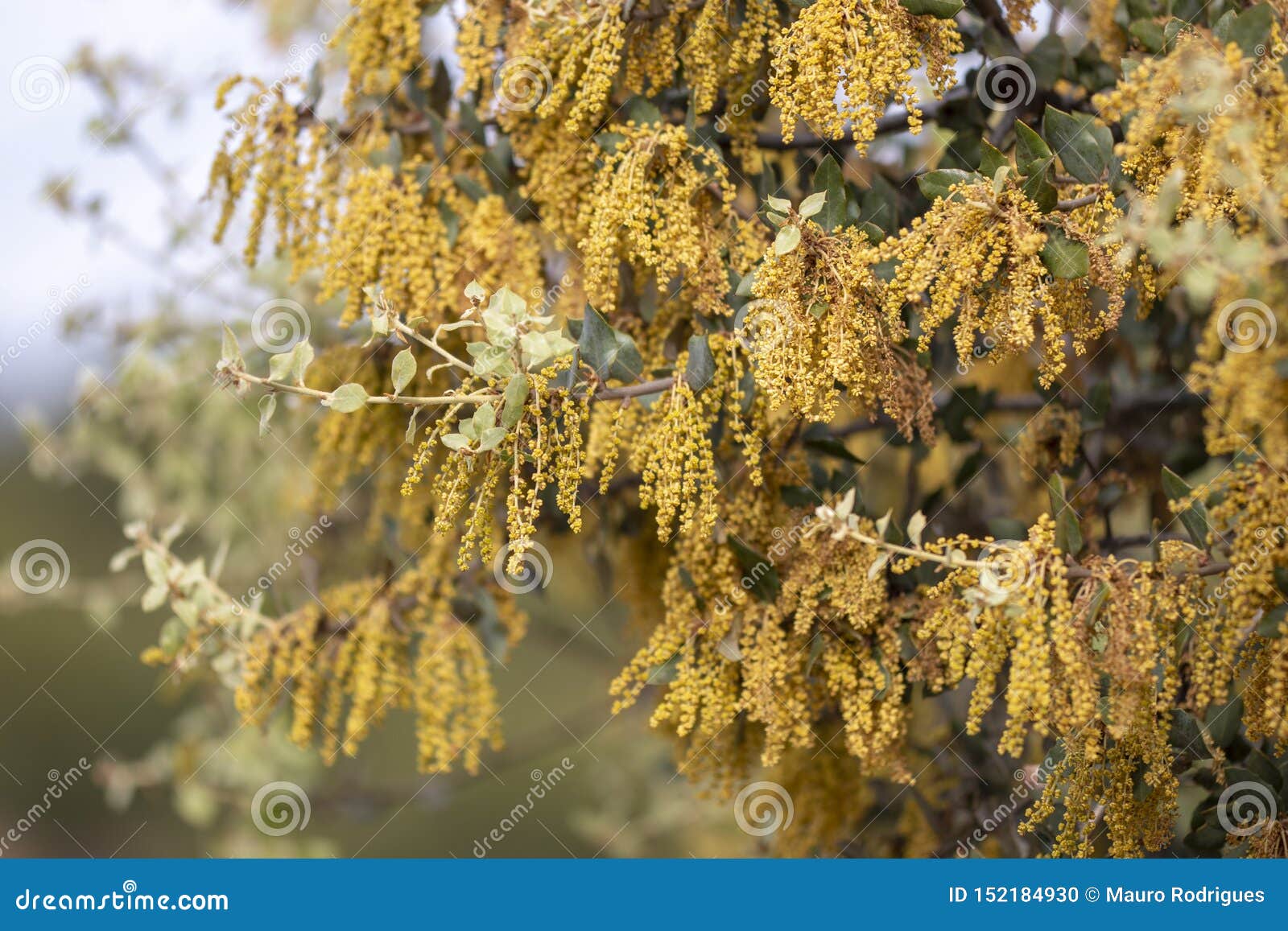 Quercus Ilex. Holm Oak Tree Stock Photo - Image of nature, plant: 152184930