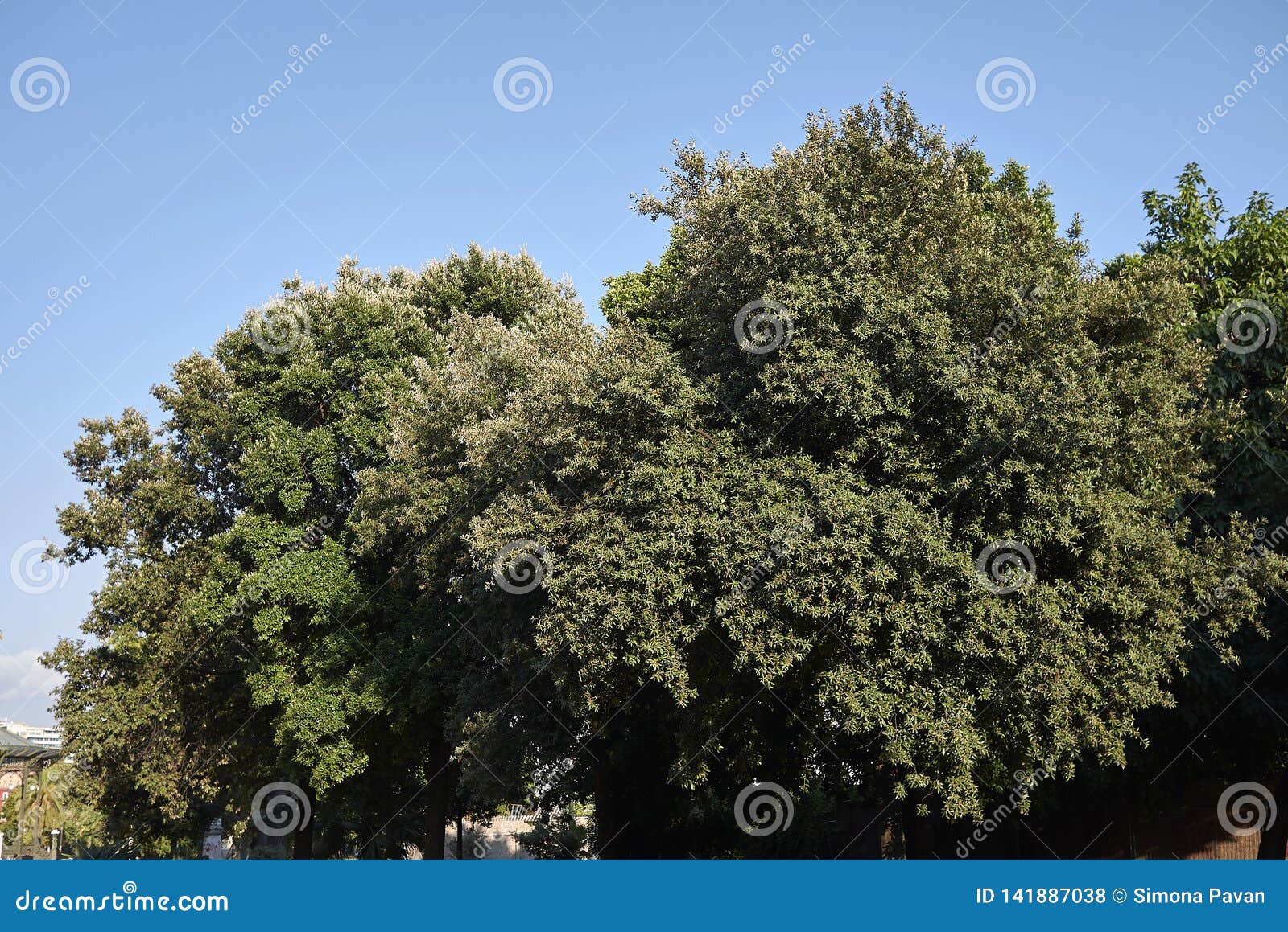 Quercus Ilex Tree Royalty-Free Stock Image | CartoonDealer.com #141887038