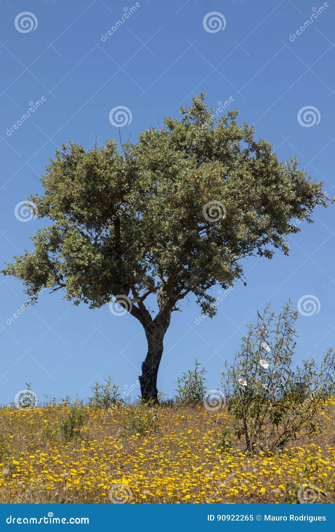 Quercus ilex tree stock image. Image of alentejo, mediterranean - 90922265
