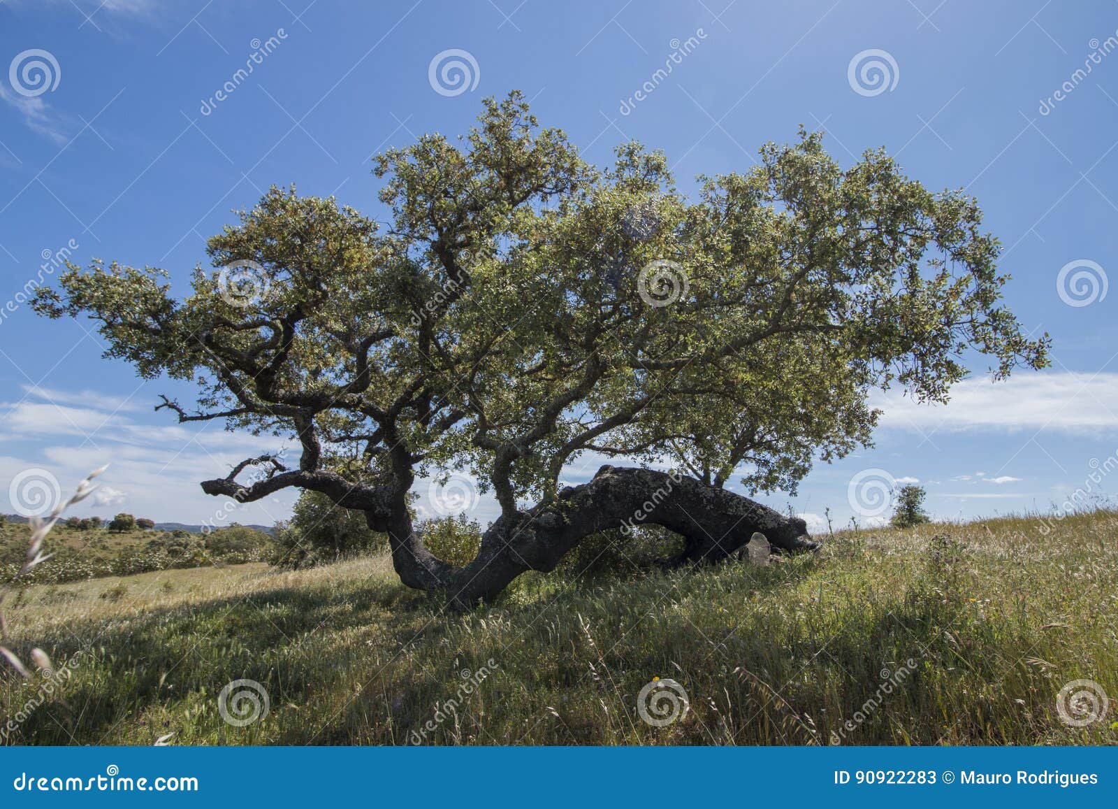Quercus ilex tree stock image. Image of nature, field - 90922283