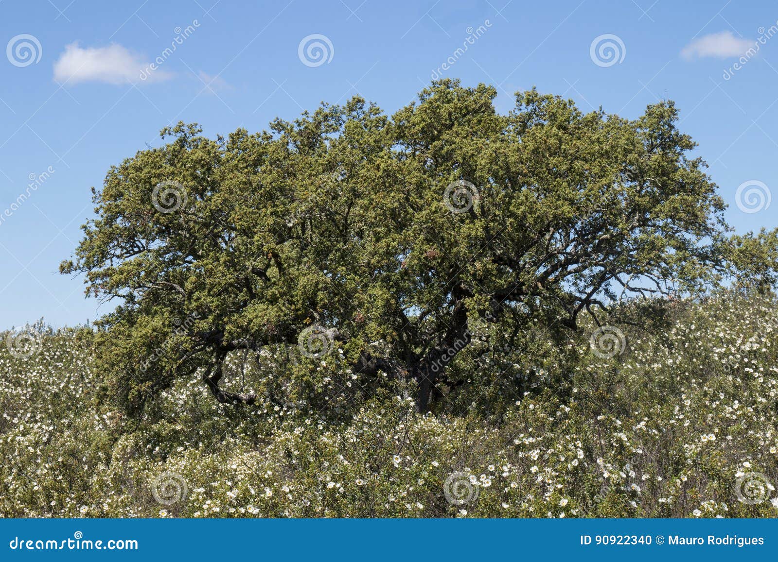 Quercus ilex tree stock photo. Image of tree, sunny, holm - 90922340