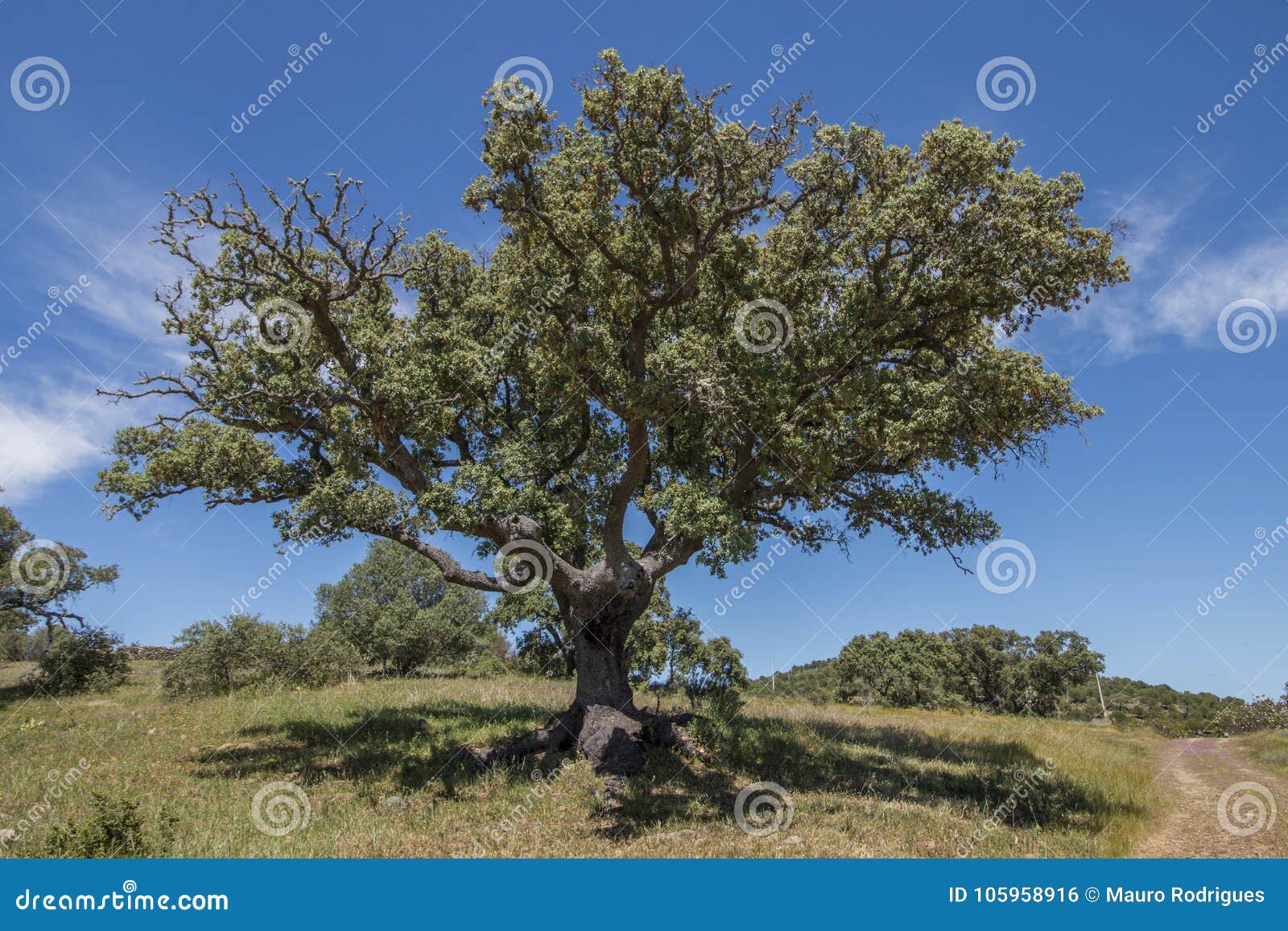 Quercus ilex tree stock photo. Image of holm, european - 105958916