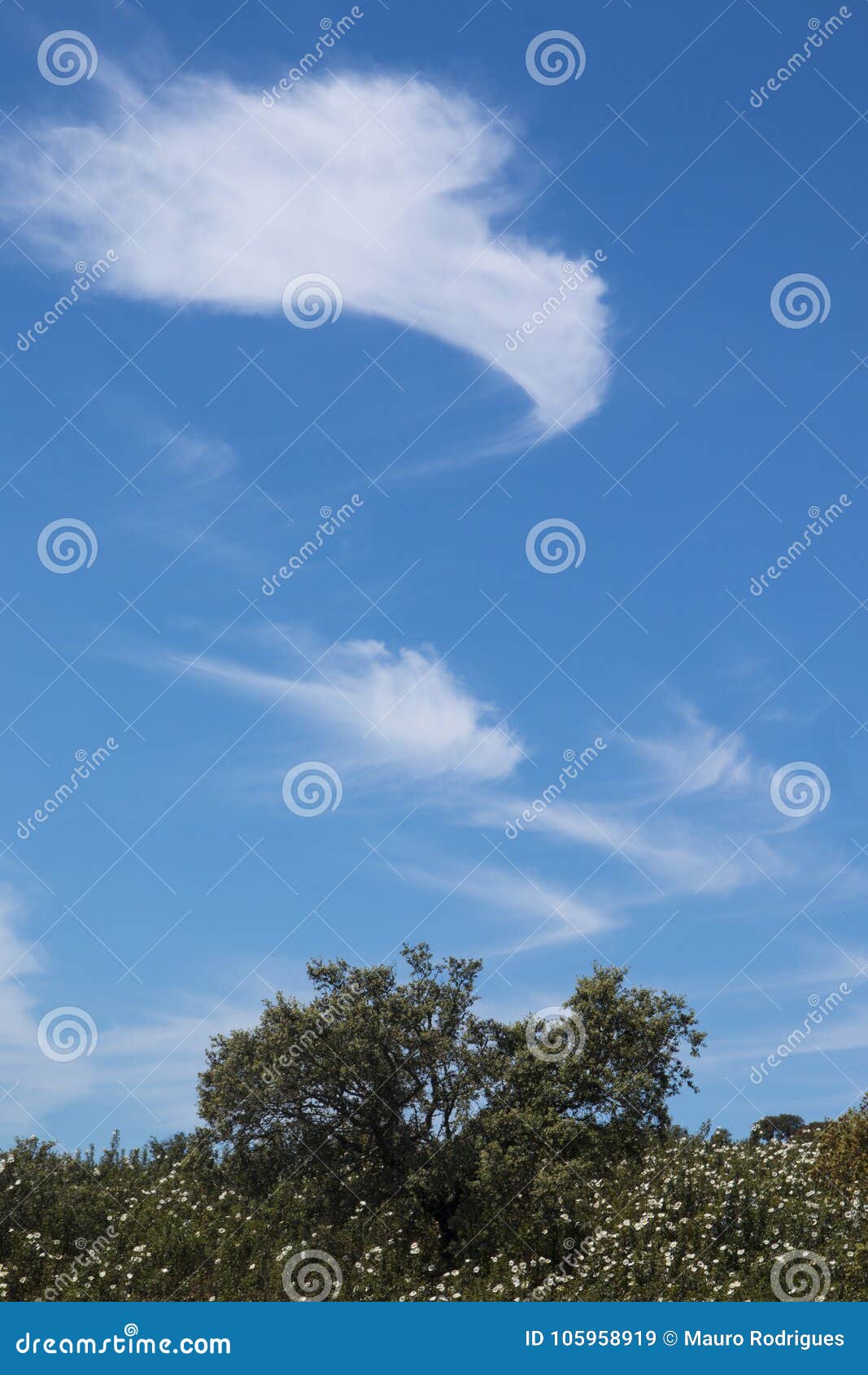 Quercus ilex tree stock image. Image of farmland, cistus - 105958919