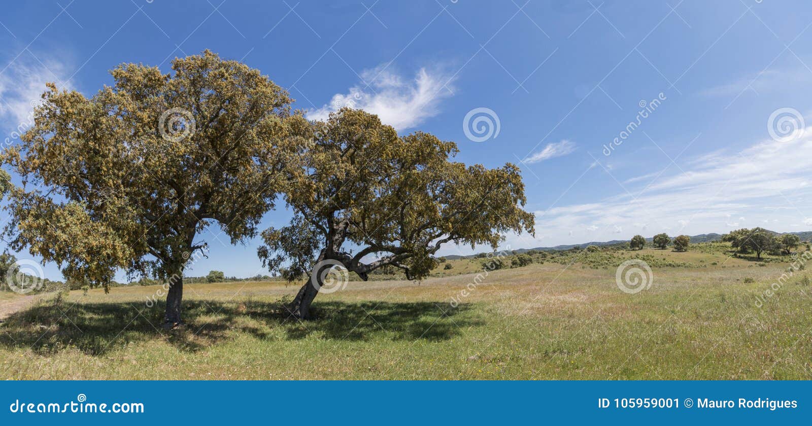 Quercus ilex tree stock image. Image of alentejo, tree - 105959001