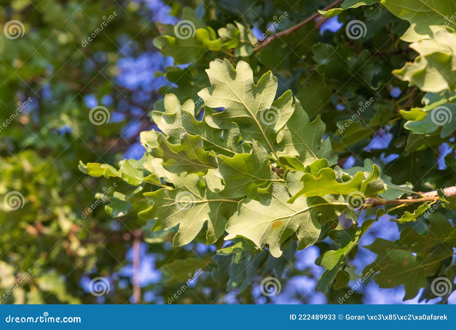Quercus Pubescens the Downy Oak Imagen de archivo - Imagen de bosque ...