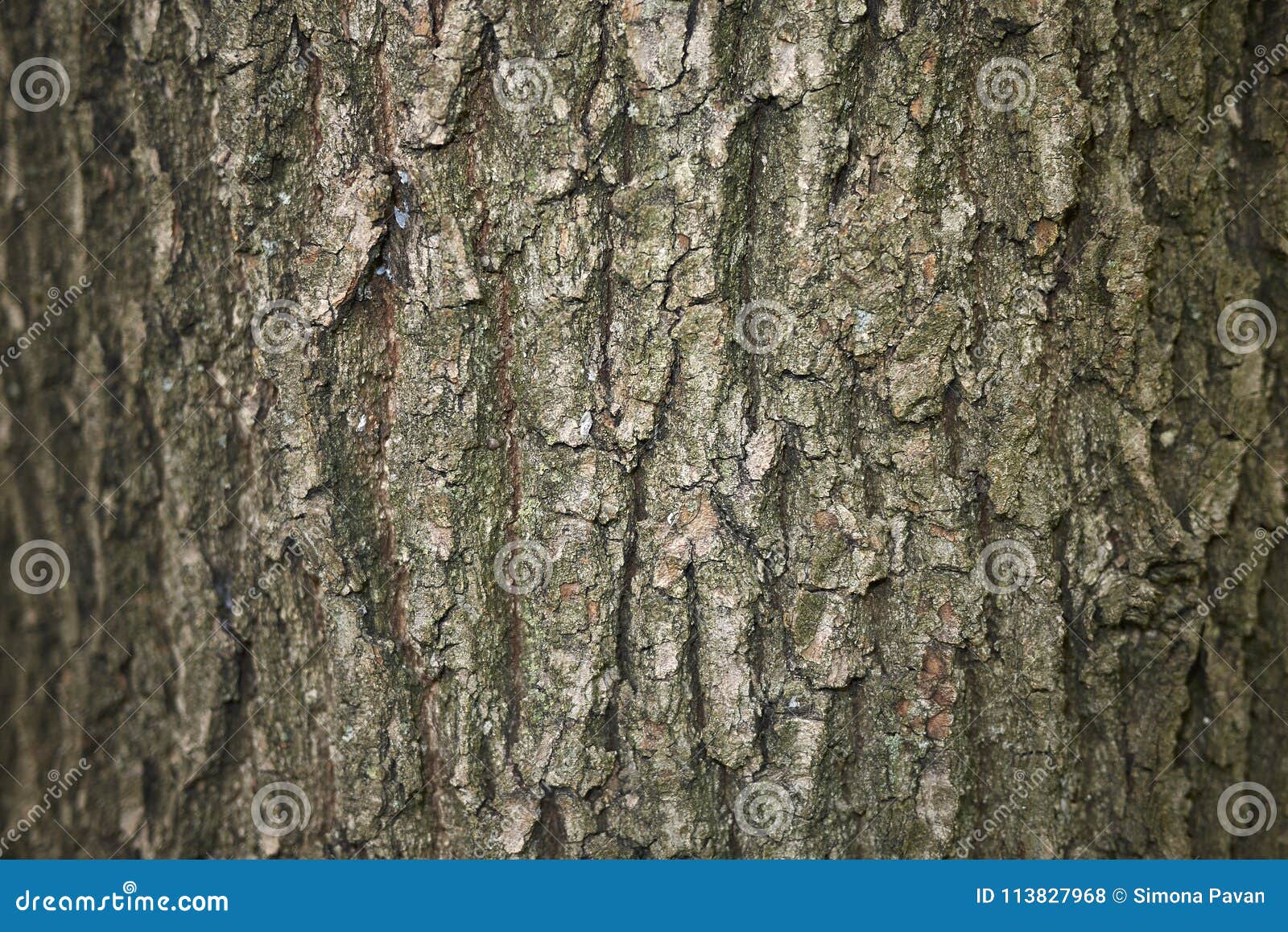 Quercus robur bark stock photo. Image of plant, environment - 113827968