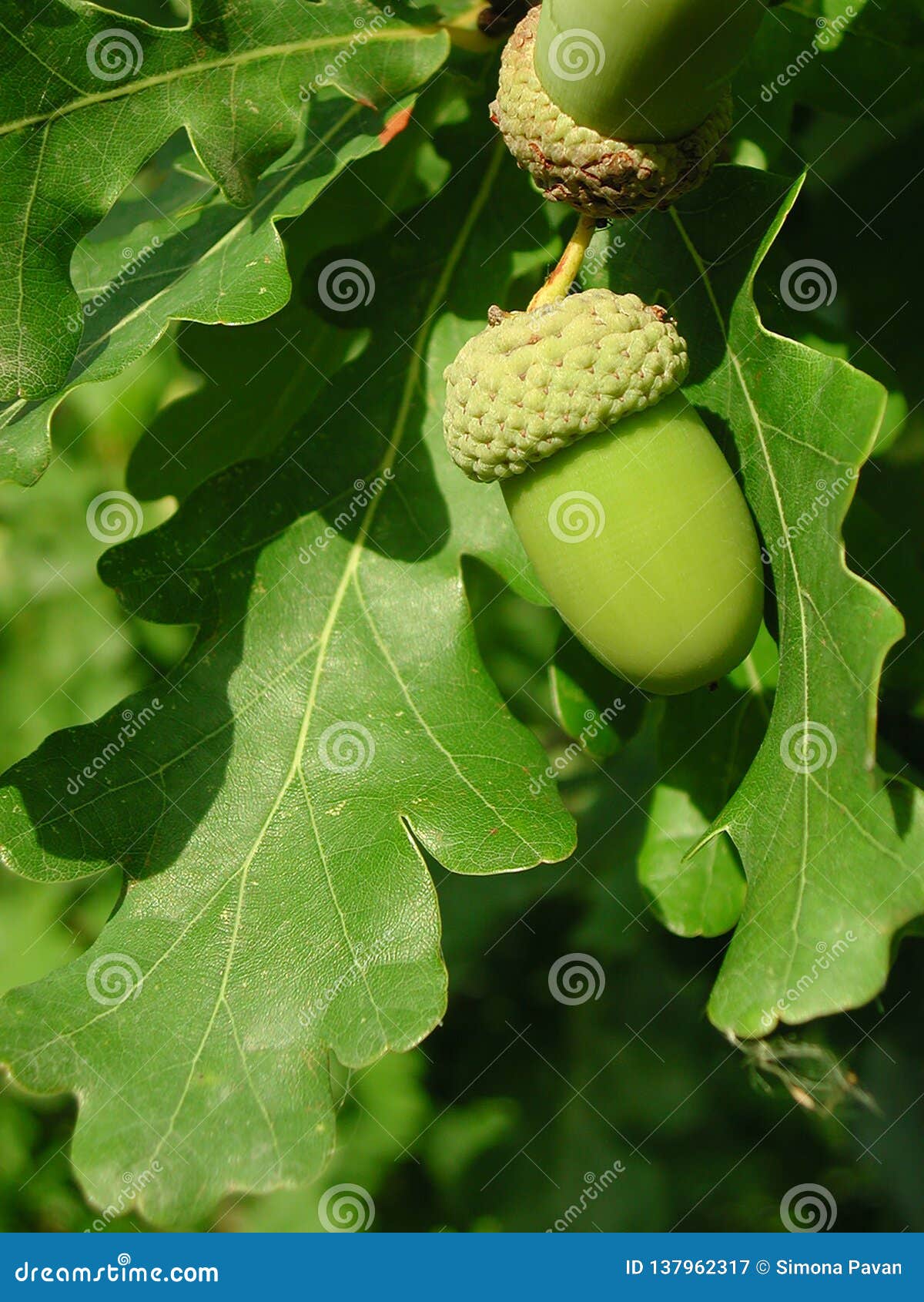 Quercus Macrocarpa Acorn