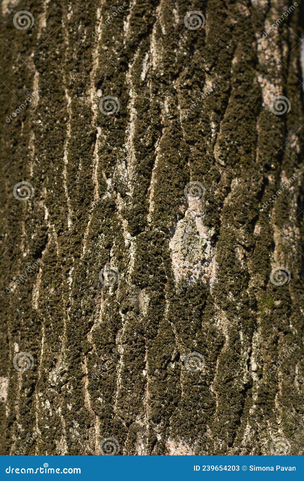 Quercus Robur Fastigiata Tree in Winter Stock Image - Image of green ...
