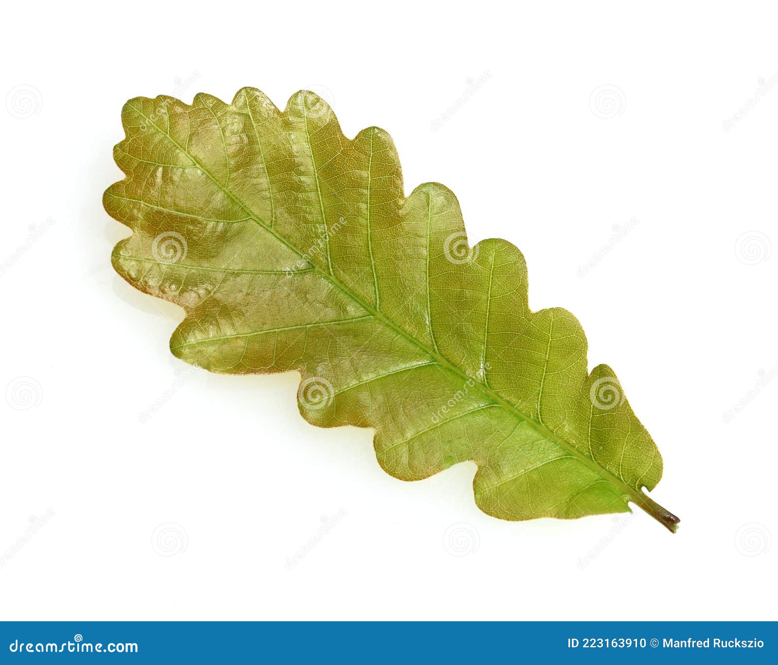 Quercus Robur, leaf stock photo. Image of trunk, tree - 223163910