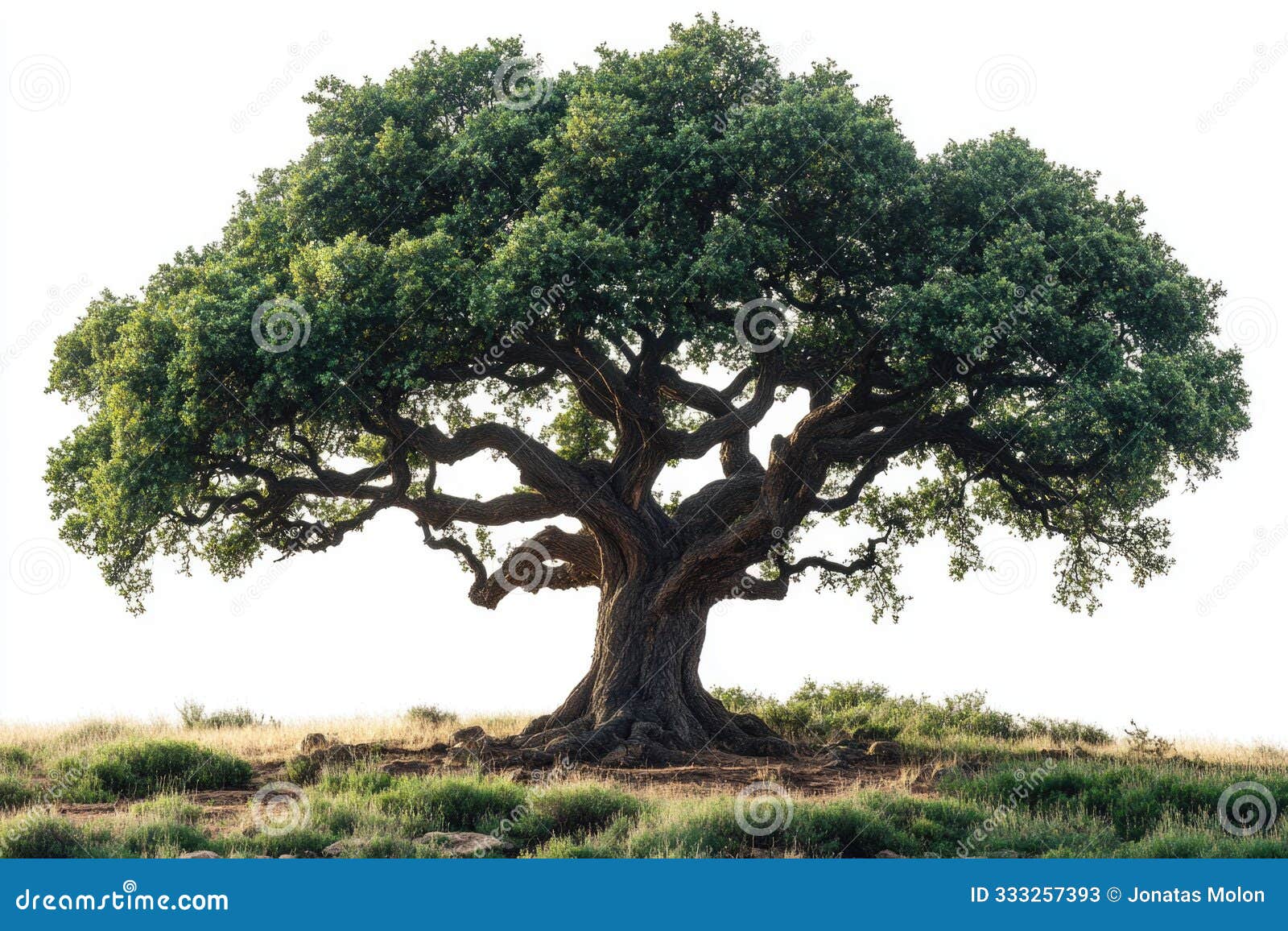 Quercus Robur Oak Tree 4K PNG Isolate Cutout â€“ High-Resol Stock ...