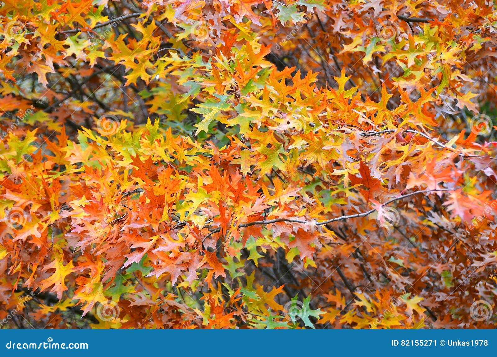 Quercus Rubra Canadian Oak at Autumn Stock Image - Image of bunch ...