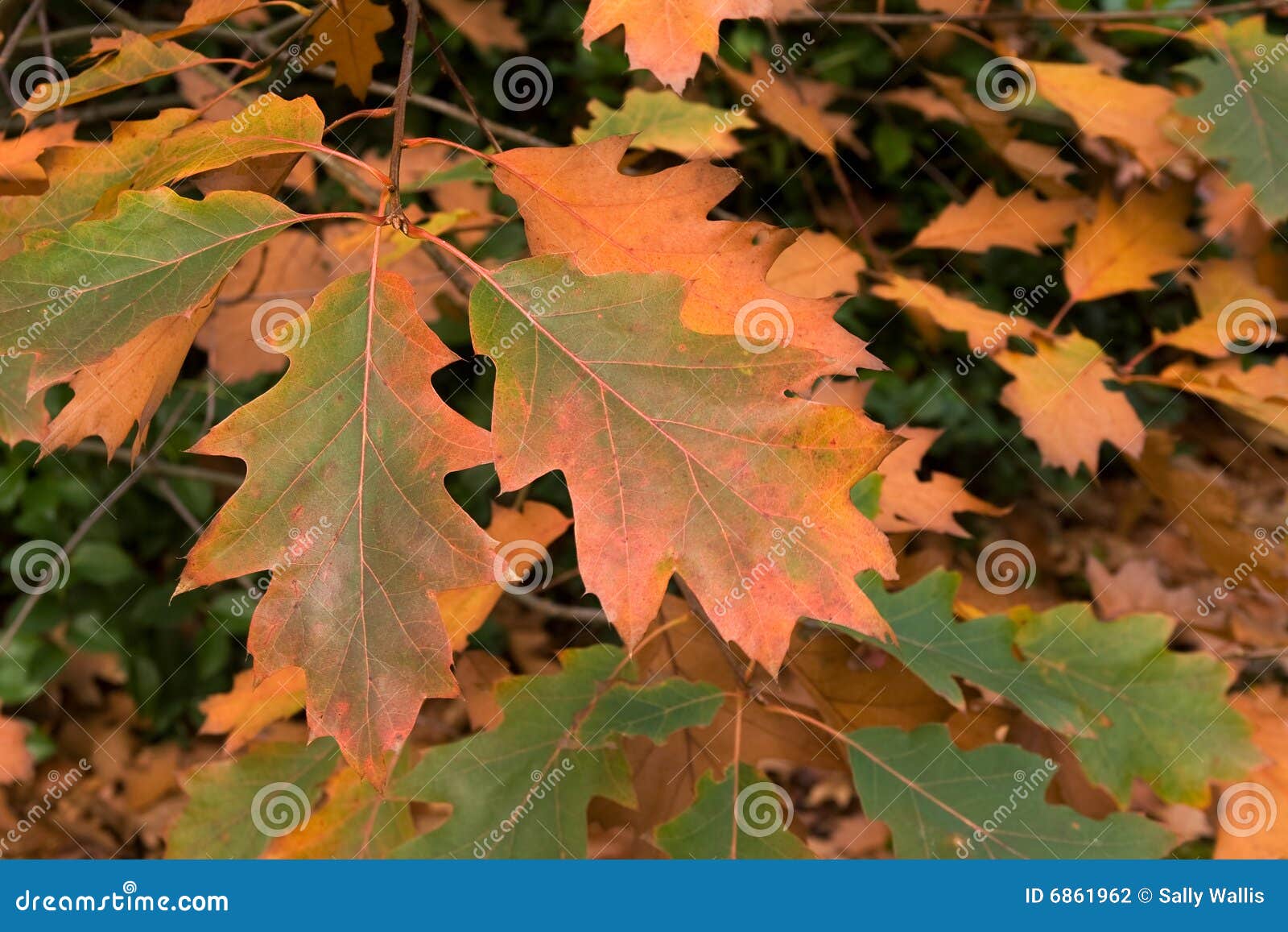 Quercus Rubra Leaves Turning Brown in the Fall Stock Photo - Image of ...