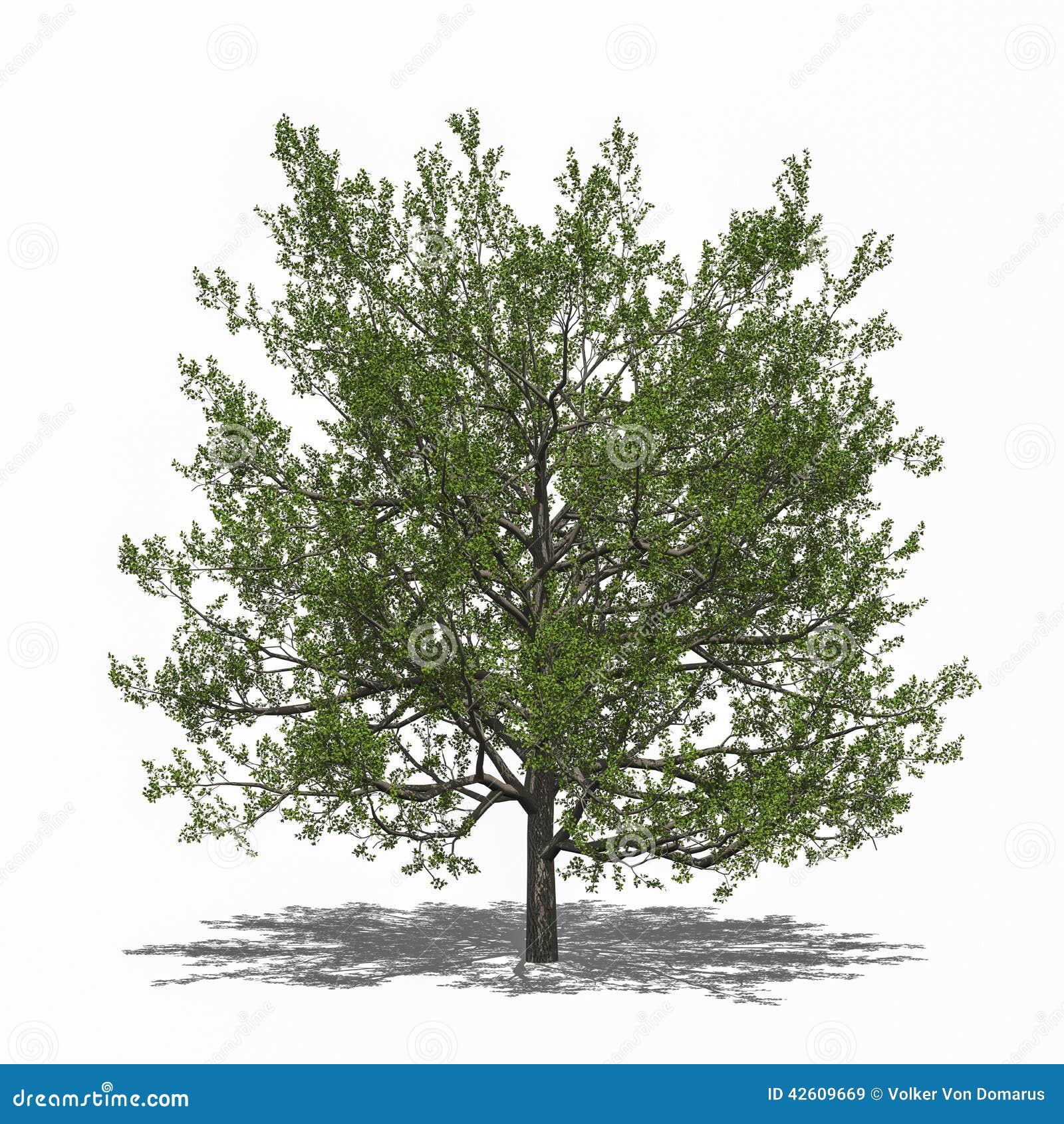 3d Illustration Of Set Quercus Palustris Tree Isolated On White ...