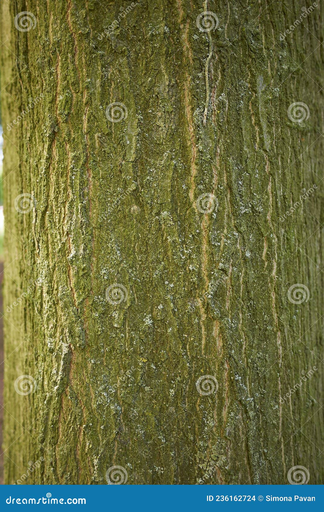 Quercus Rubra Textured Bark Stock Photo - Image of flora, bark: 236162724