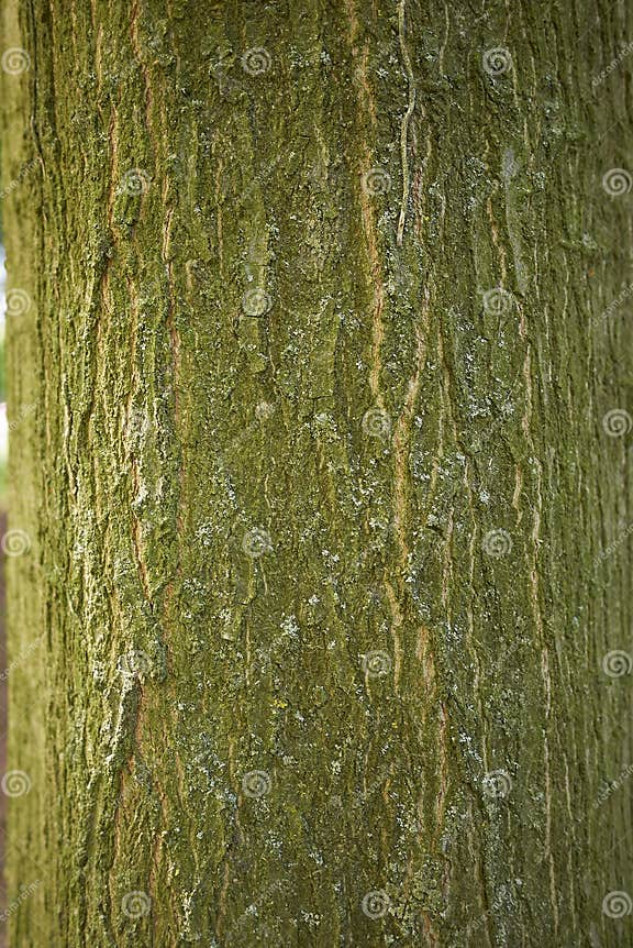 Quercus Rubra Textured Bark Stock Photo - Image of flora, bark: 236162724