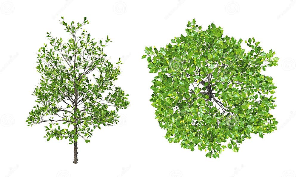 Quercus Rubra Tree. Isolated on White Background Stock Illustration ...