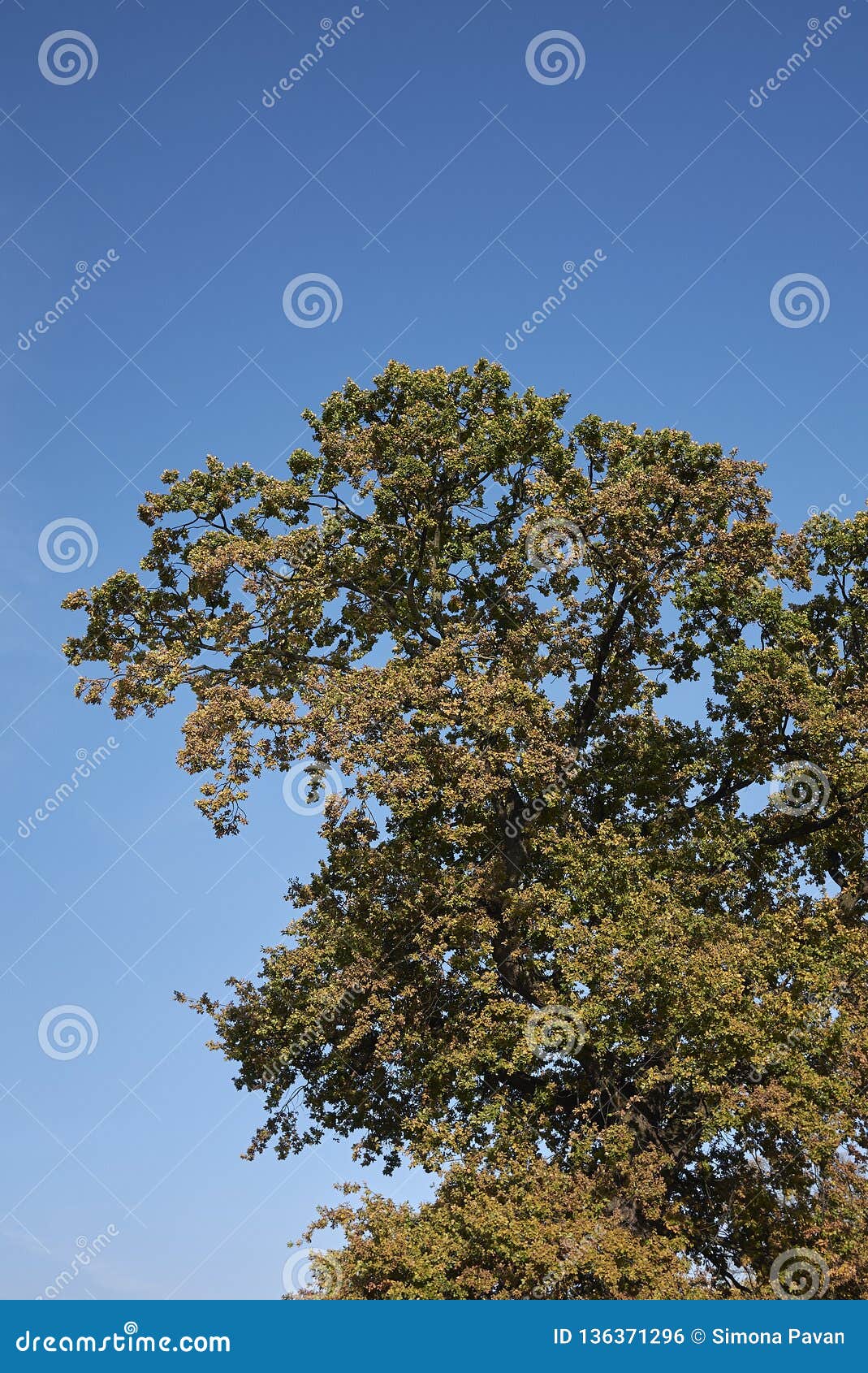 Multicolored Foliage of Quercus Tree in Autumn Stock Photo - Image of ...