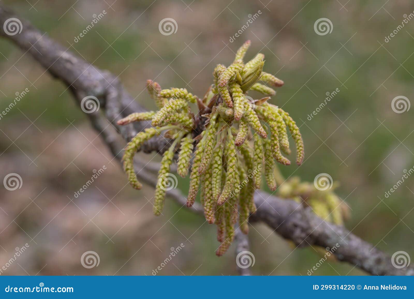 Quercus Variabilis Develops Catkin Inflorescence in the Spring ...