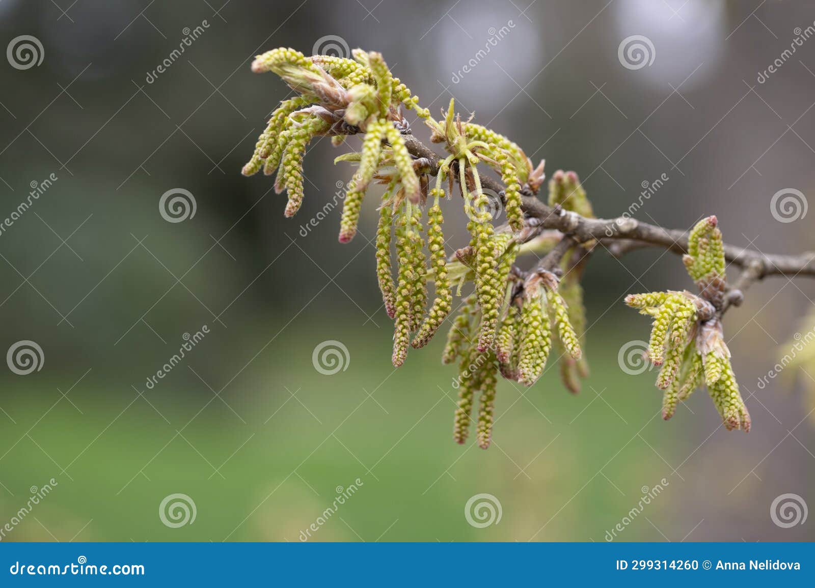 Quercus Variabilis Develops Catkin Inflorescence in the Spring ...