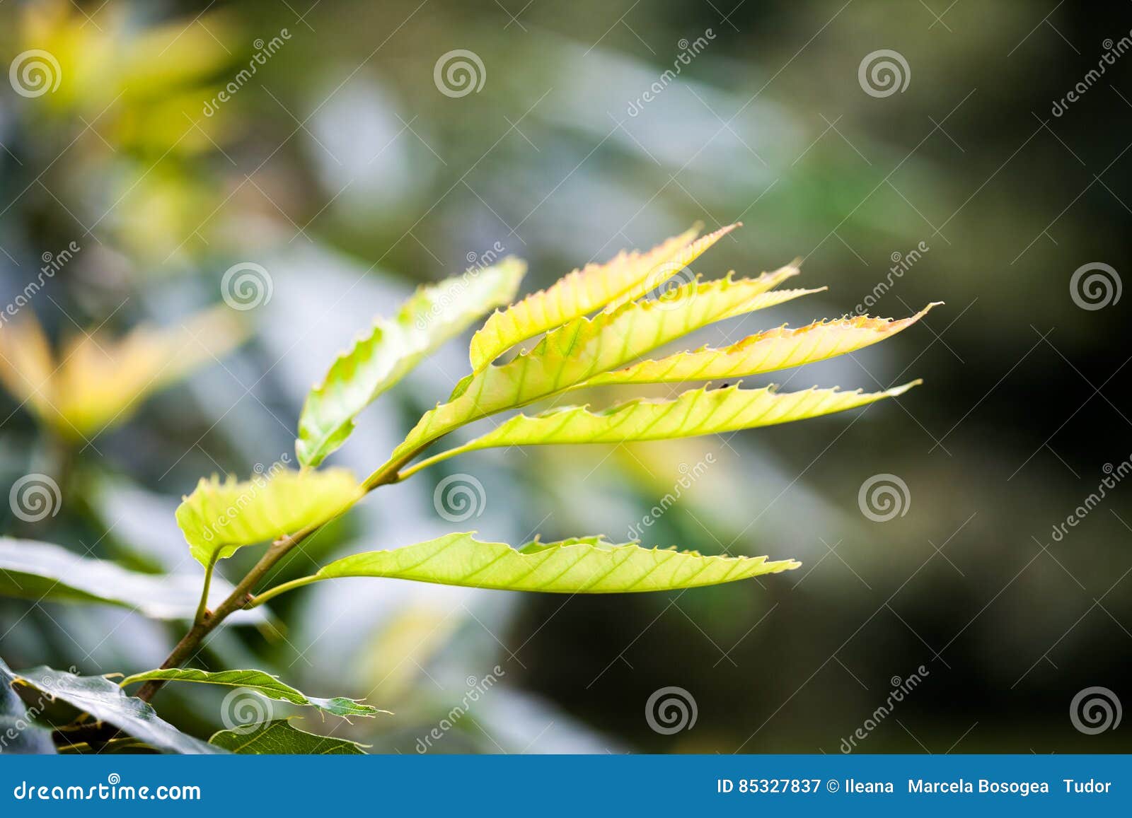 Quercus Variabilis Oriental Cork Oak Stock Image - Image of variabilis ...
