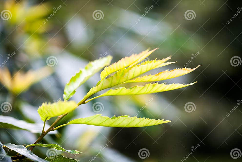 Quercus Variabilis Oriental Cork Oak Stock Image - Image of variabilis ...