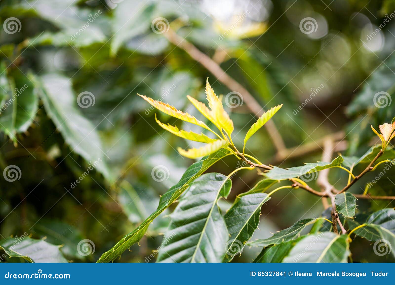 Quercus Variabilis Oriental Cork Oak Stock Image - Image of asian, herb ...