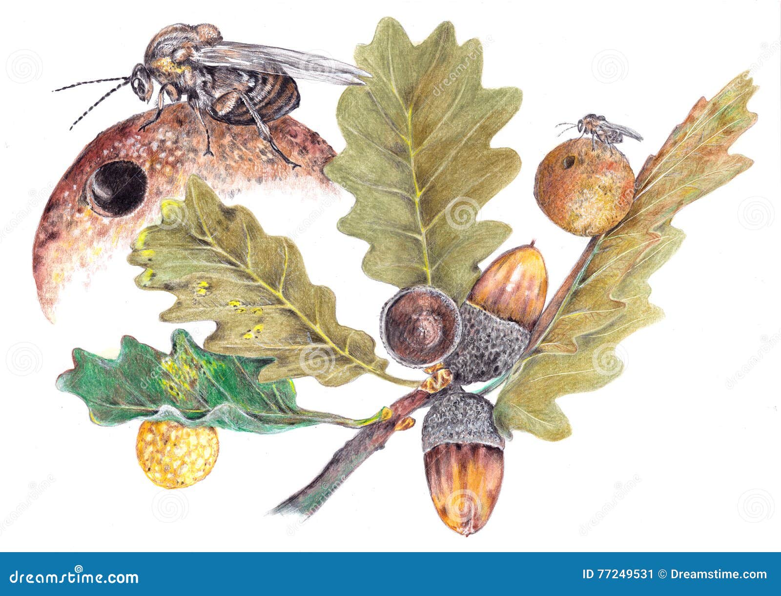 Quercusfolii de Cynips illustration stock. Illustration of illustration ...