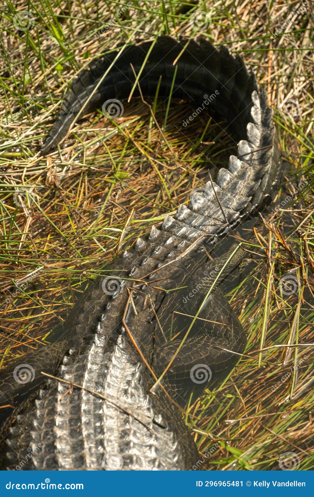 Alligator Tail Showing Tall Epidermal Scutes Scales Royalty-Free Stock ...