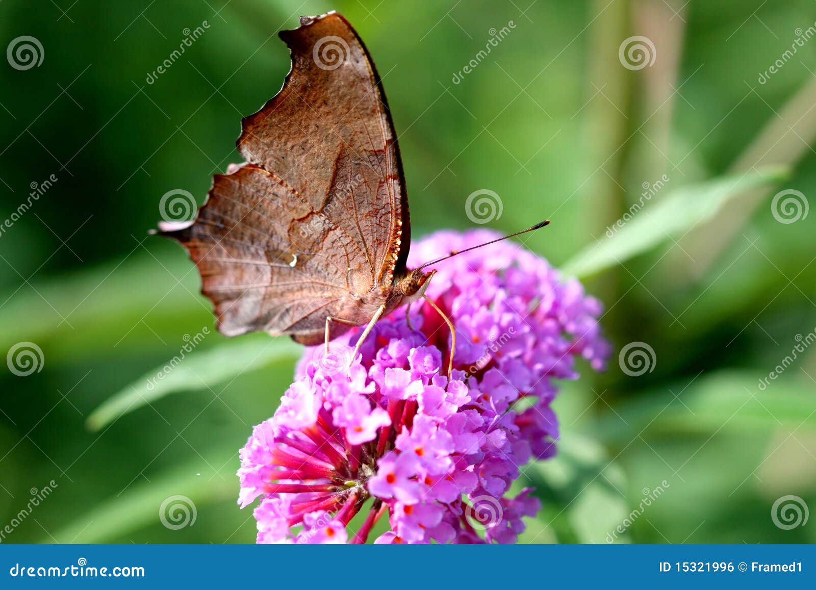 Question Mark Butterfly stock photo. Image of background - 15321996