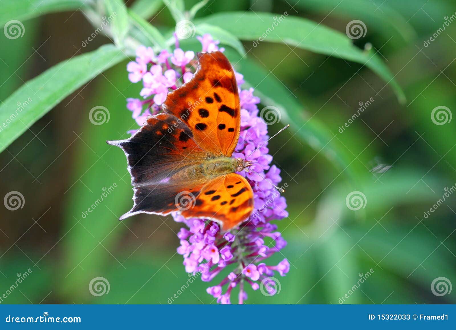 Question Mark Butterfly stock image. Image of insect - 15322033
