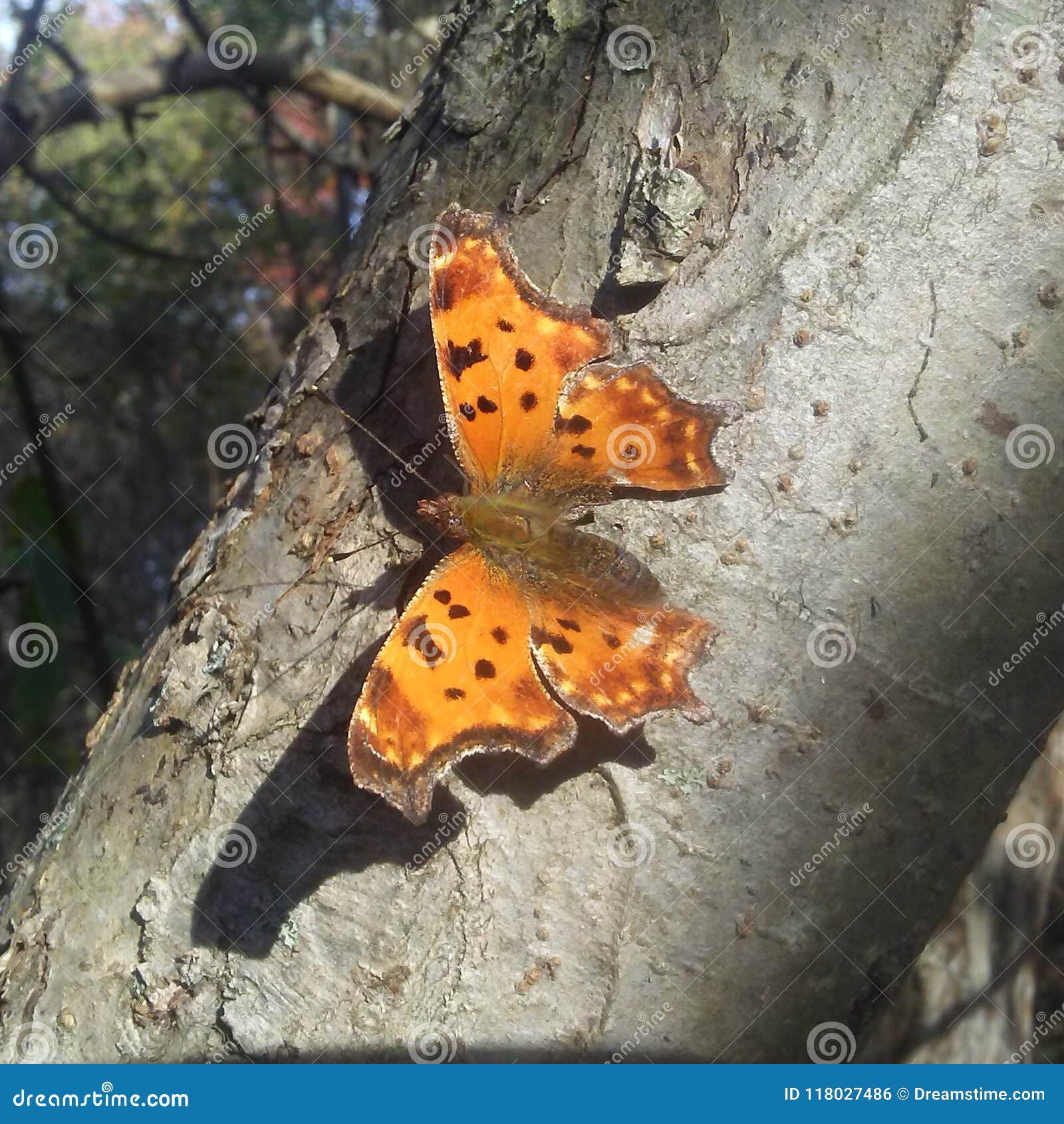 Question mark butterfly stock photo. Image of butterfly - 118027486